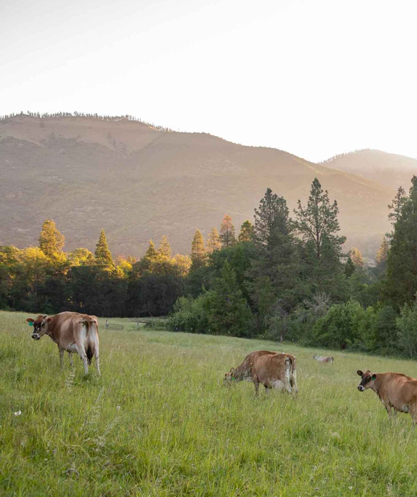 Ecotrust - Systemic Barriers to Land Access