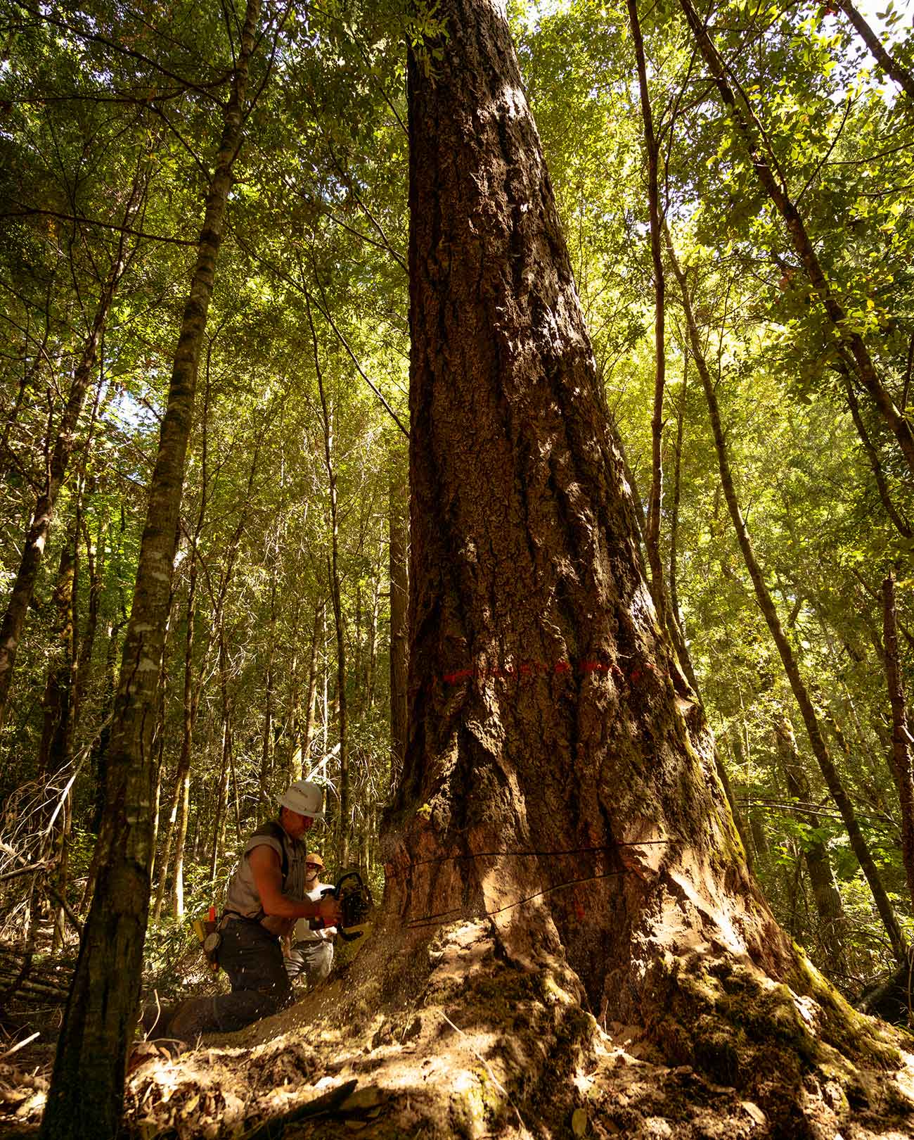 Ecotrust - Tribal Forestry Workforce Development