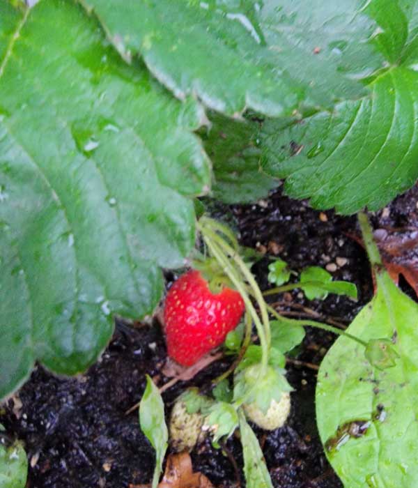 Ecotrust - Growing a movement with Reeba Daniel of Keep Growing Seeds