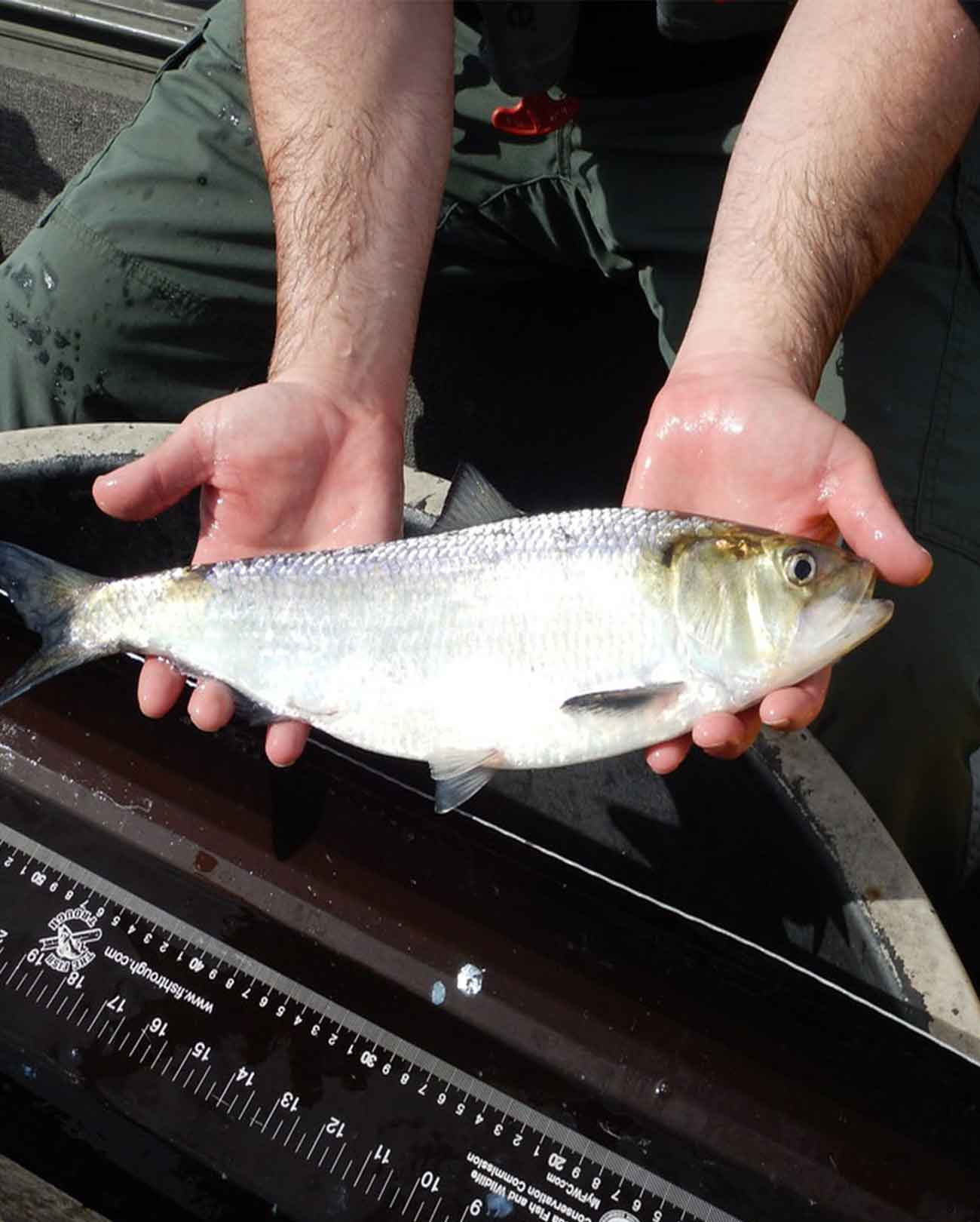 Ecotrust - Addressing the Impacts of American Shad in the Columbia River