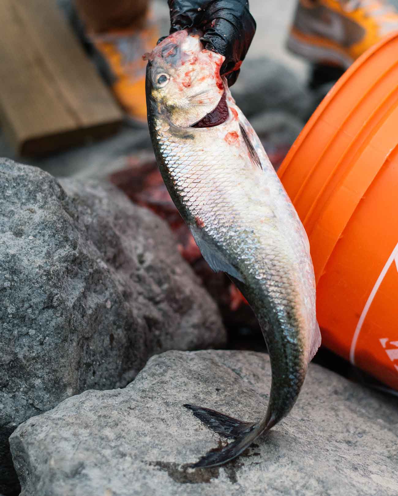 Ecotrust - Addressing the Impacts of American Shad in the Columbia River