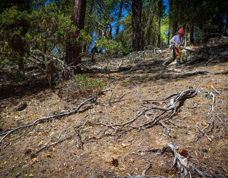 Ecotrust - Supporting tribal timber markets