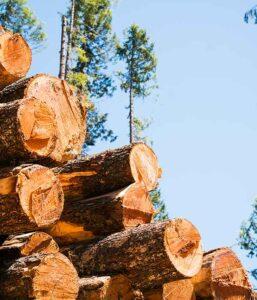 Tribal Forestry Workforce Development - Ecotrust